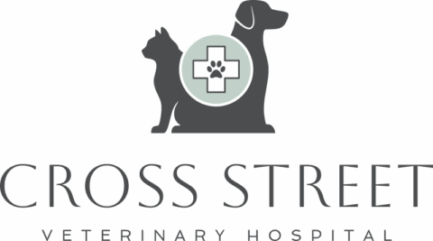 Cross Street Veterinary Hospital | Best Veterinary Hospital In ...
